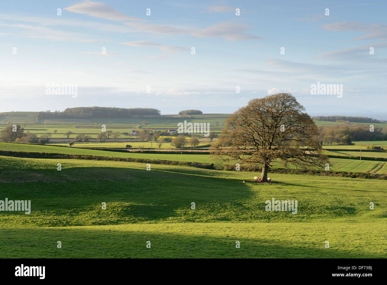 Somerset countryside hi-res stock photography and images - Alamy