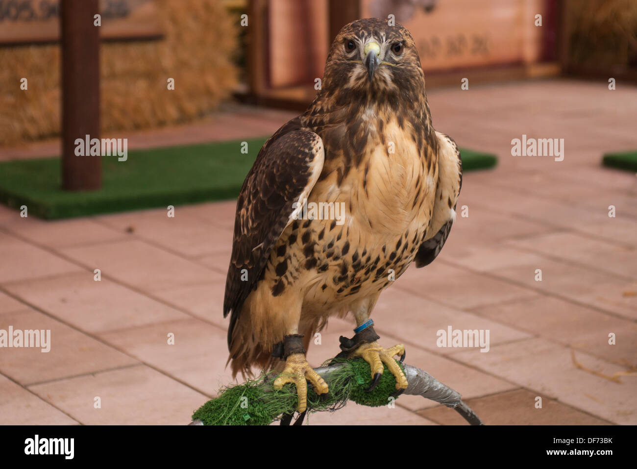 Spain,hawk, falcon, animal, medieval, tournament Stock Photo - Alamy