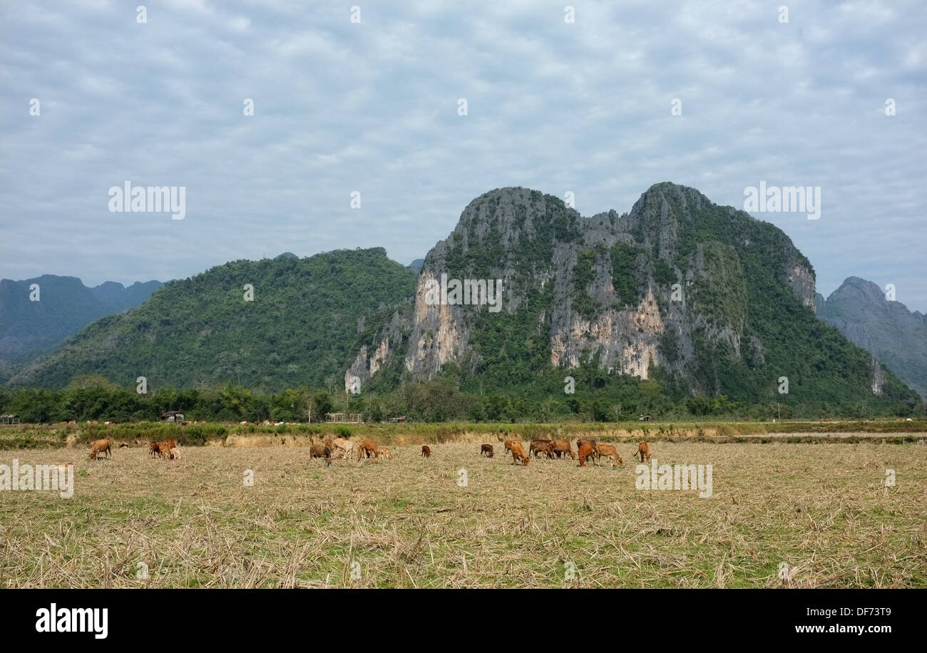 Cows in a field in front of mountains outside Vang Vieng, Laos Stock ...