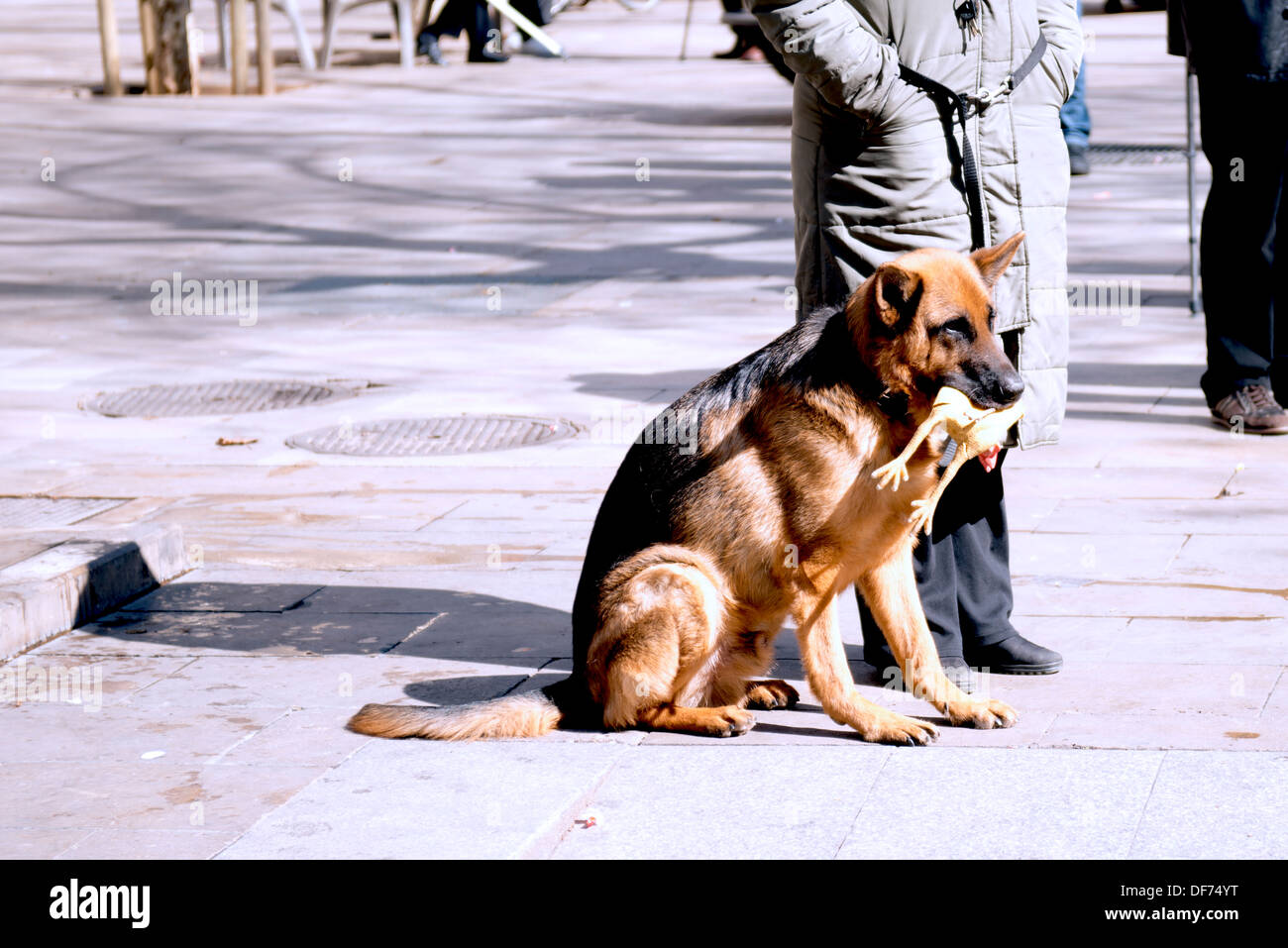 Chicken dog hi-res stock photography and images - Alamy