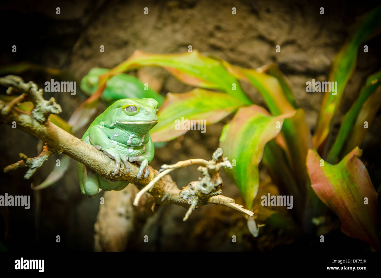 Tree frog tank hi-res stock photography and images - Alamy