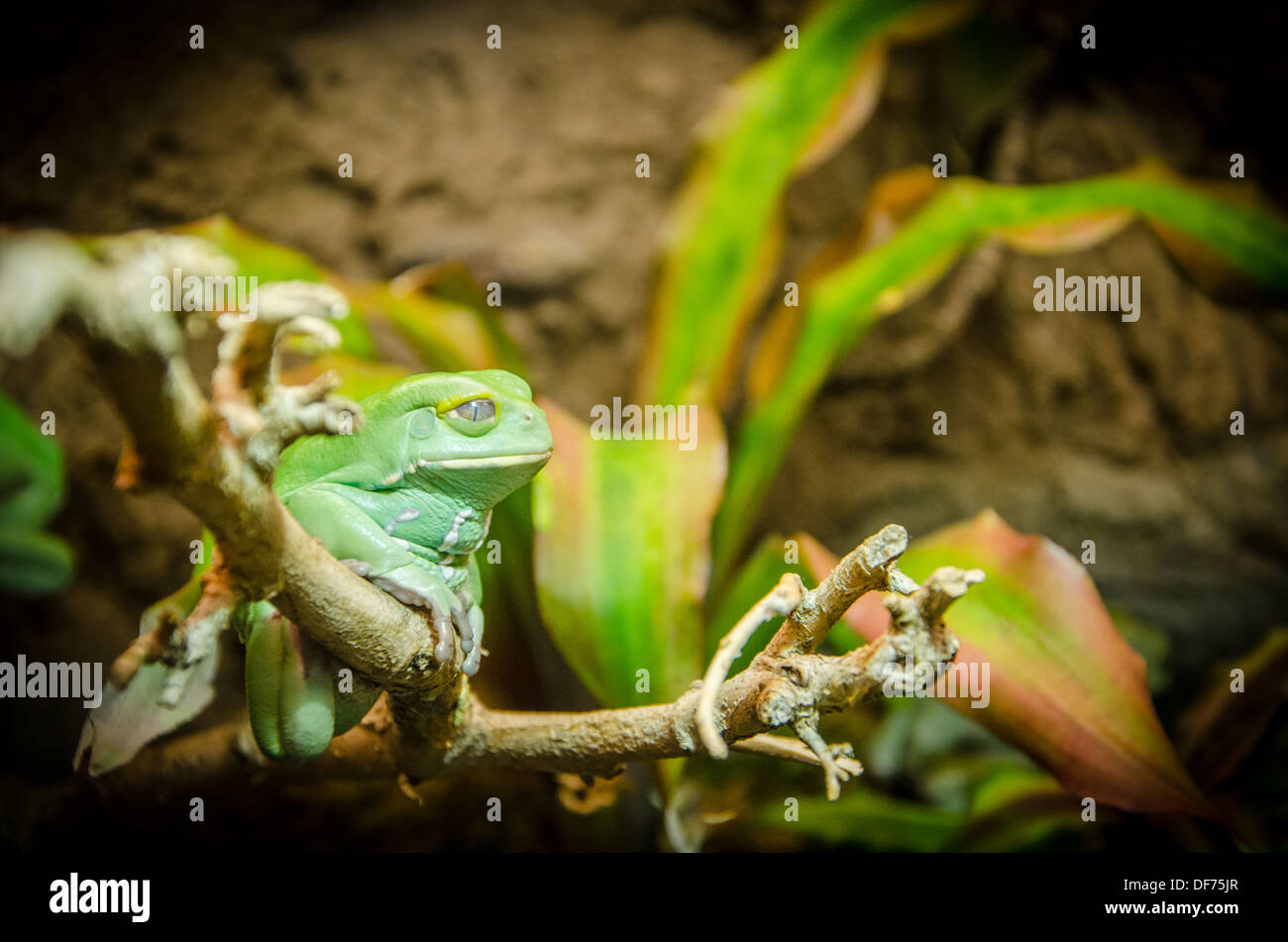 Tree frog tank hi-res stock photography and images - Alamy