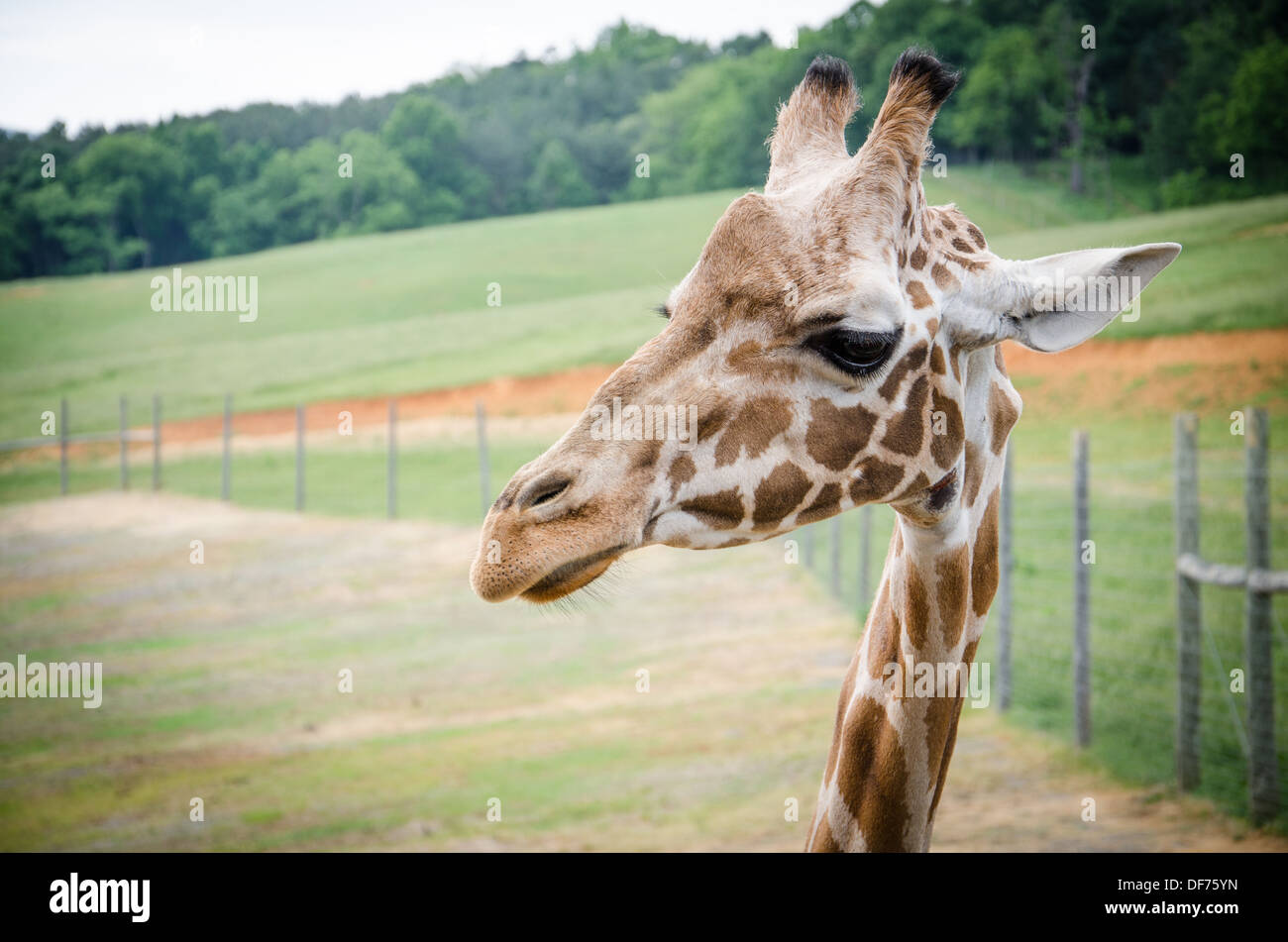 Giraffes at Virginia Safari Park Stock Photo - Alamy