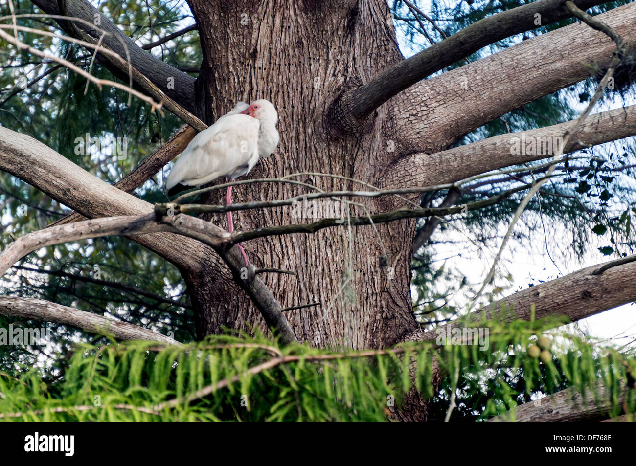 White Ibis (Eudocimus albus) bird roosting in wetland Cypress tree at ...