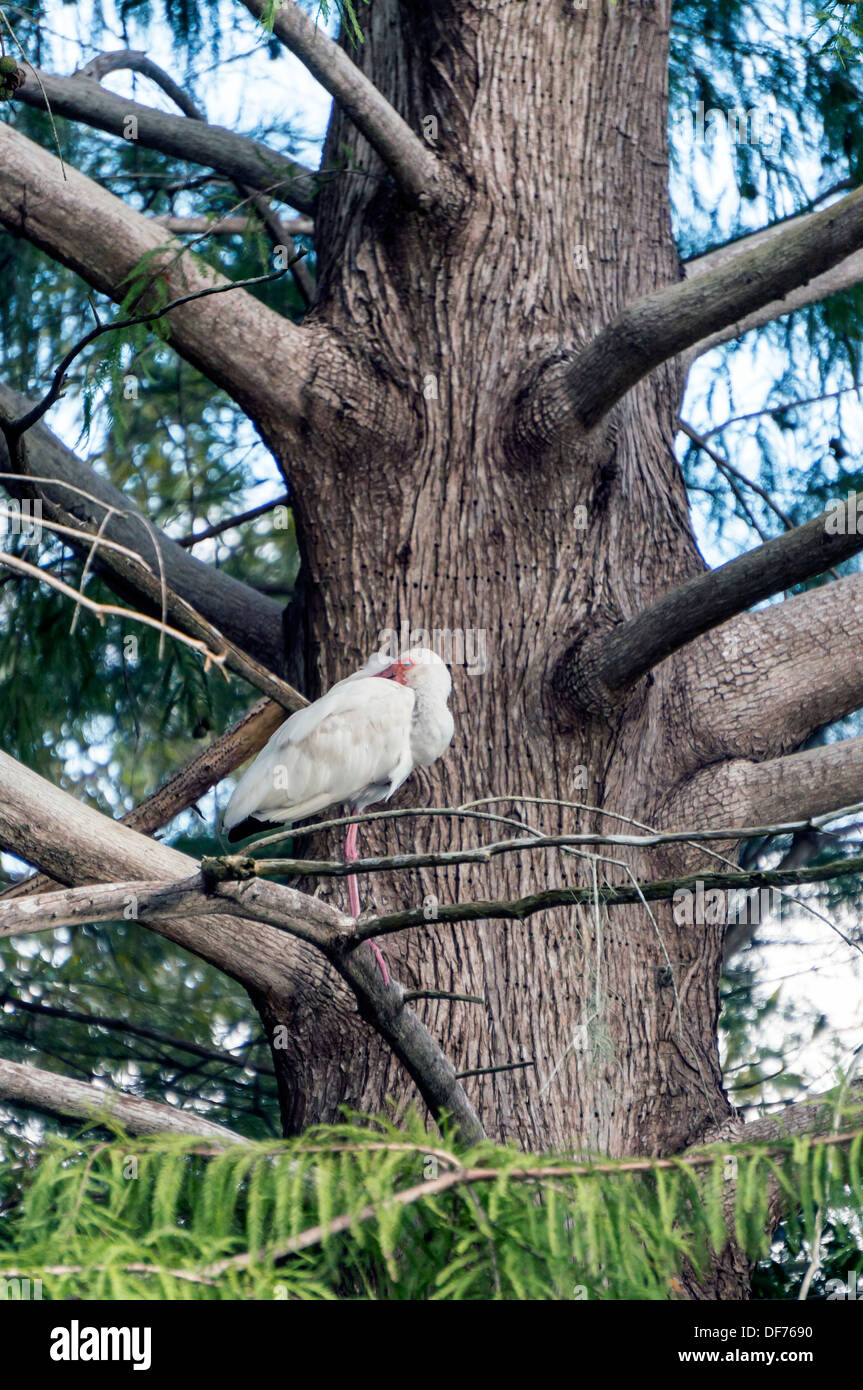 White Ibis (Eudocimus albus) bird roosting in wetland Cypress tree at ...
