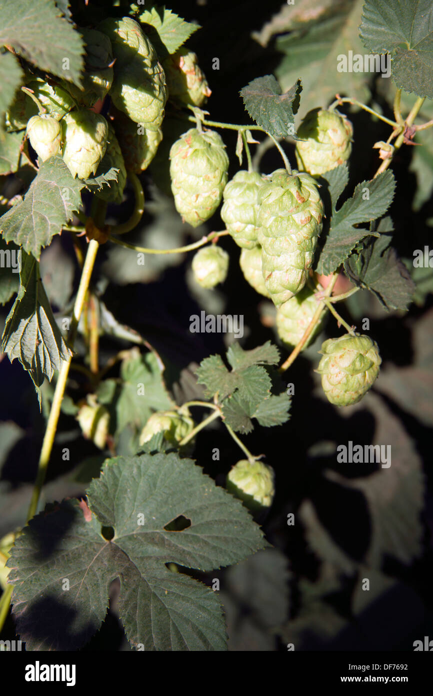 Hops plants growing in the summer sun Stock Photo - Alamy