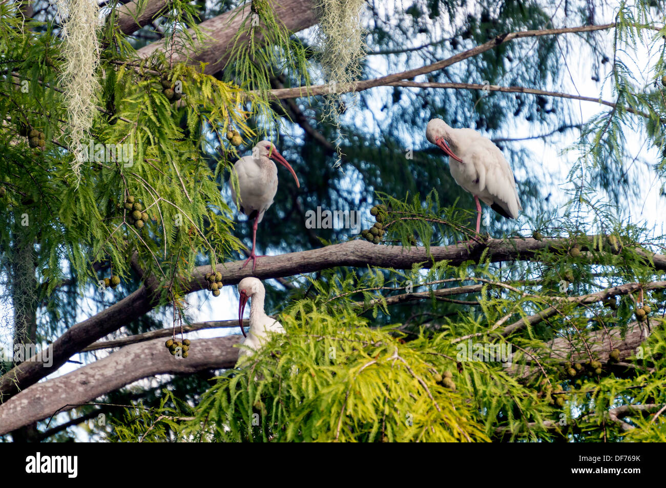 White ibis [Eudocimus albus] birds roosting in wetland Cypress tree at ...