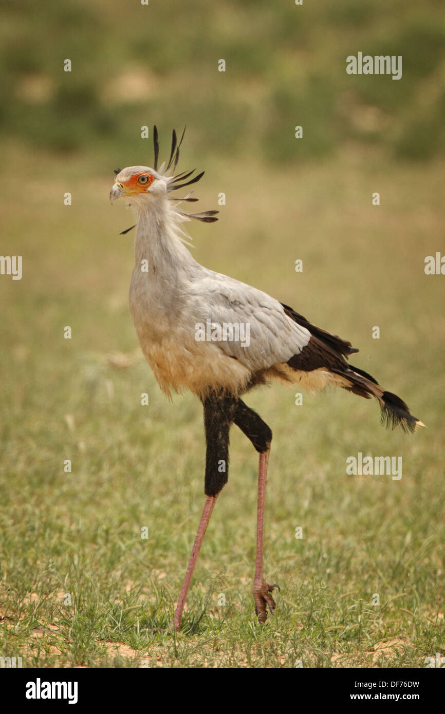 Secretary bird hi-res stock photography and images - Alamy