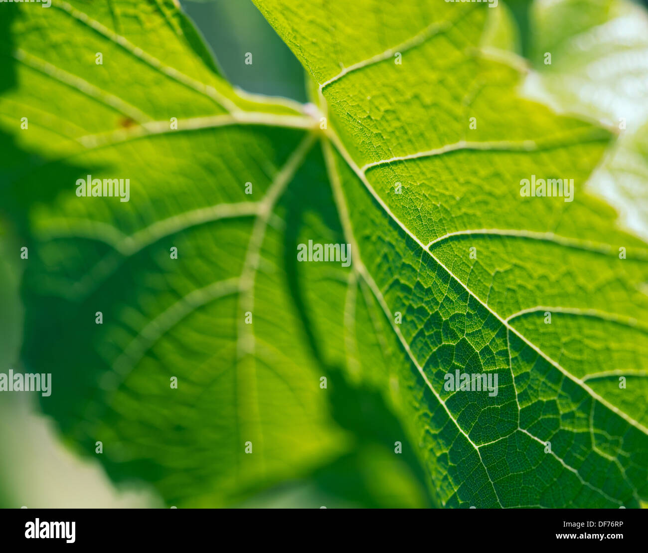 Vinegrape hi-res stock photography and images - Alamy