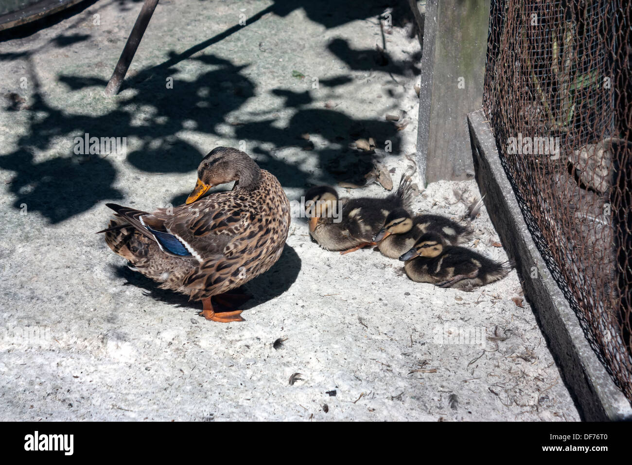 Domesticated female Mallard duck with three ducklings in a pen Stock ...