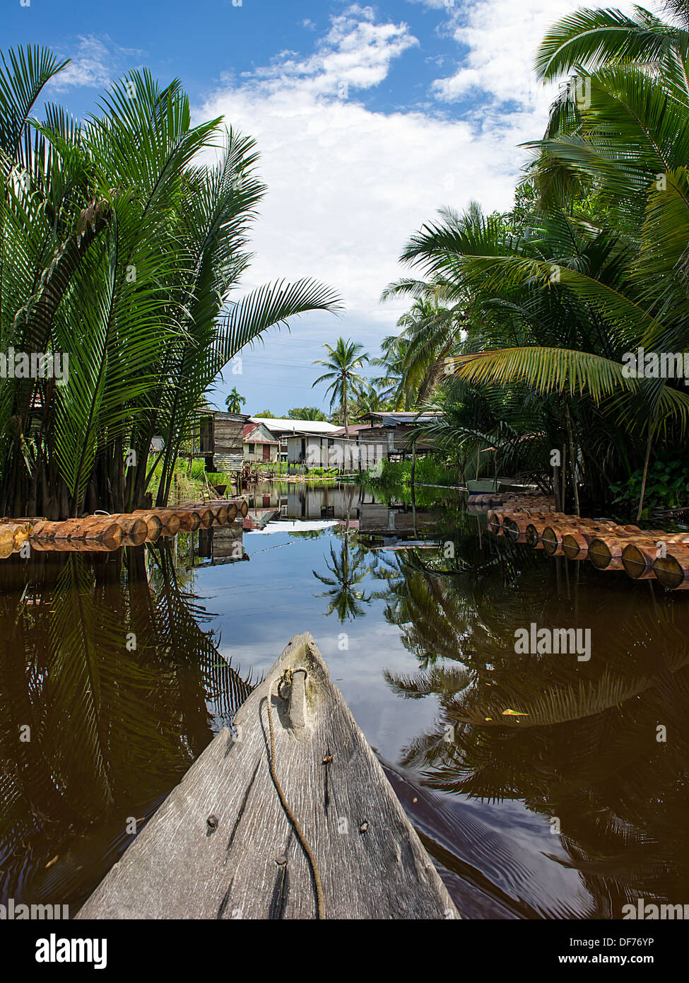 Telian River in the town of Mukah Sarawak. Sago plantation in the main ...