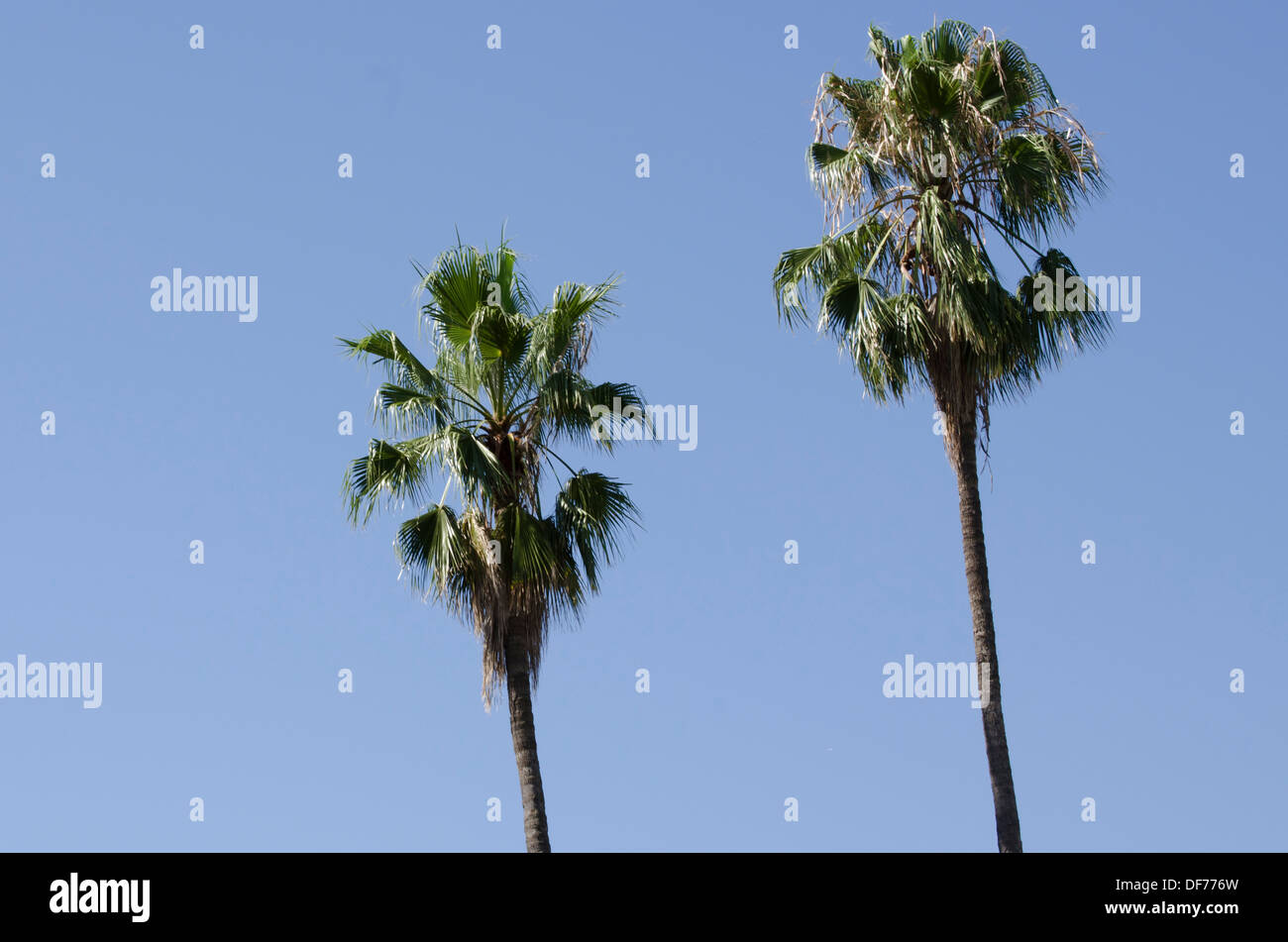 Spain, Barcelona, palm tree Stock Photo - Alamy