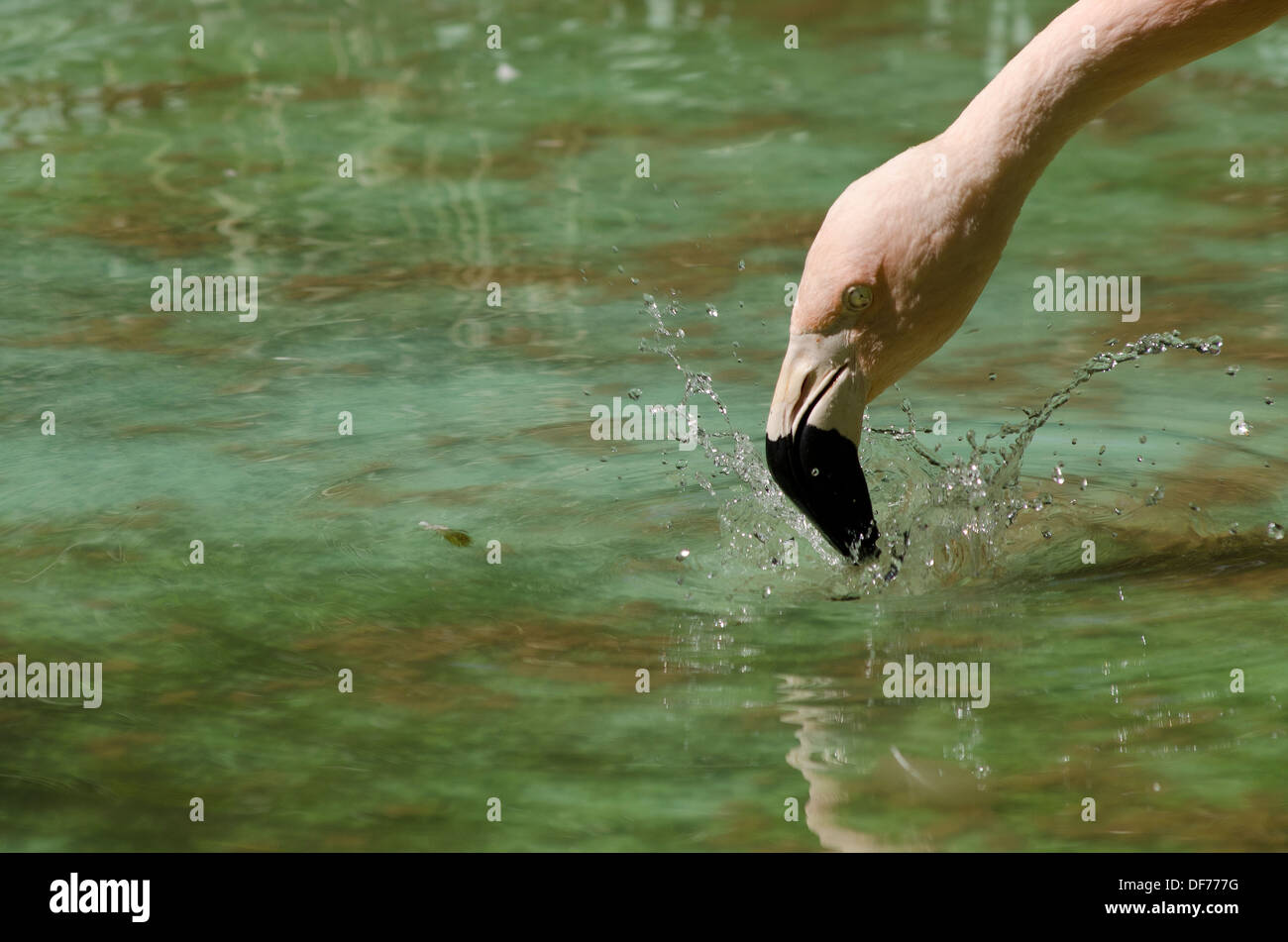 Zoo flamingo to fast drink hi-res stock photography and images - Alamy