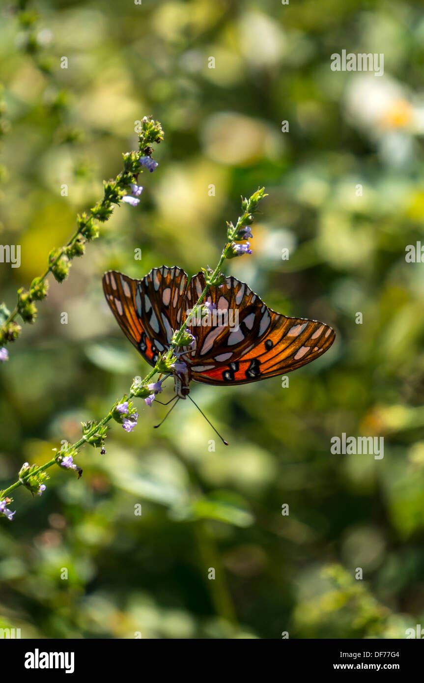 Native florida butterfly hi-res stock photography and images - Alamy