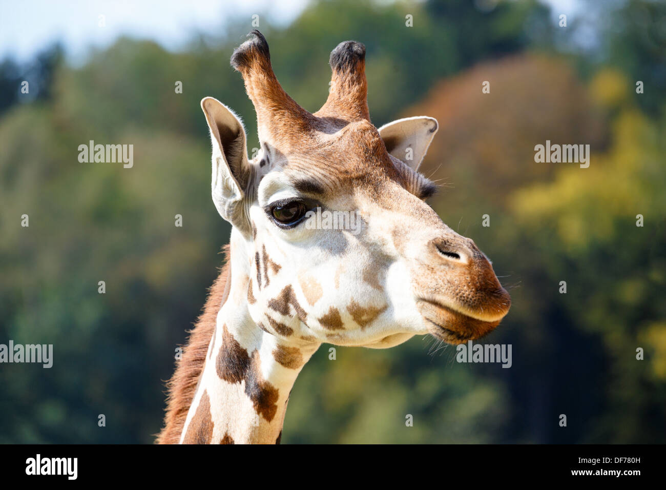Close up shot of young cute giraffe Stock Photo - Alamy