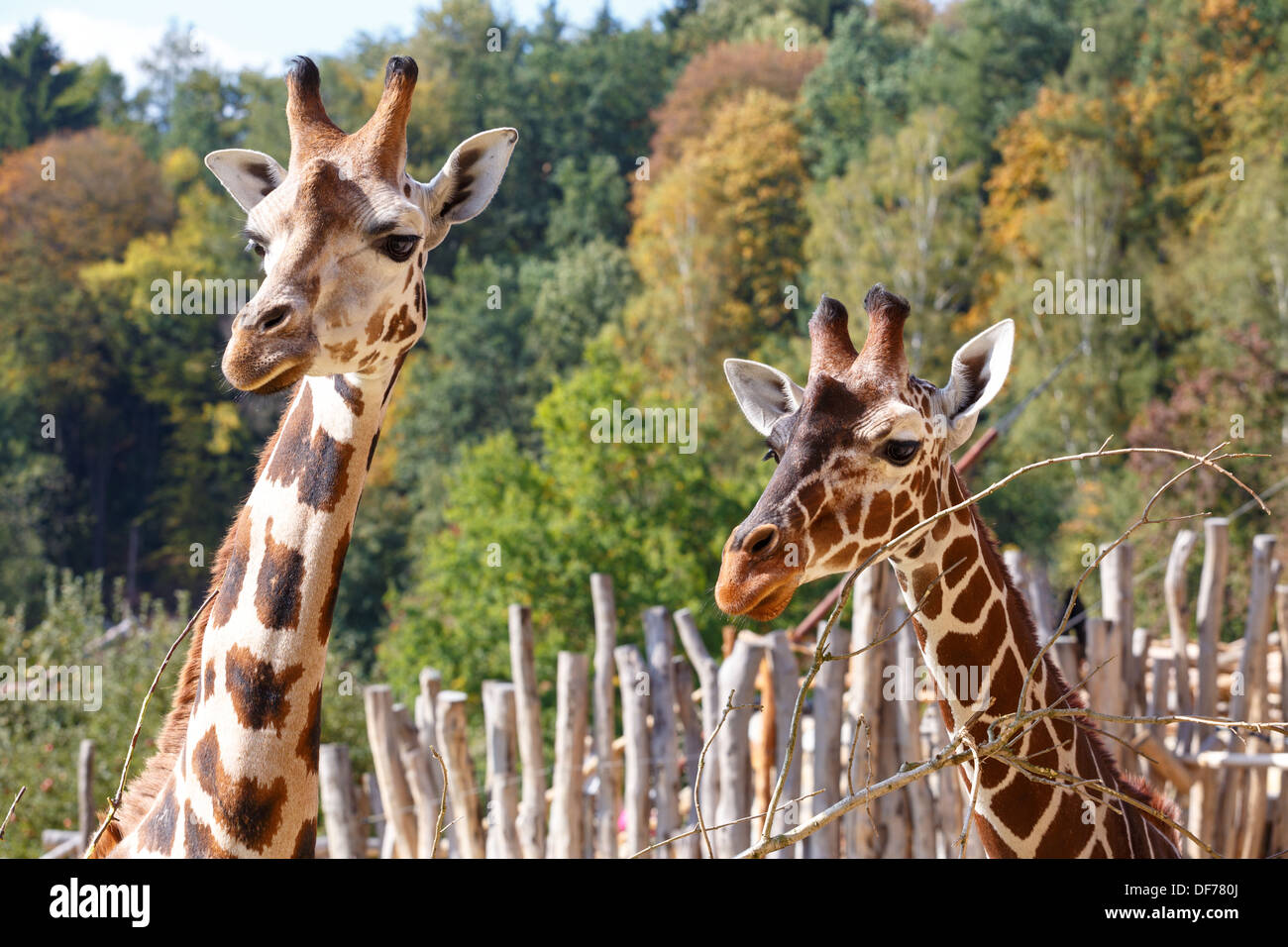 Close up shot of two young cute giraffe Stock Photo - Alamy