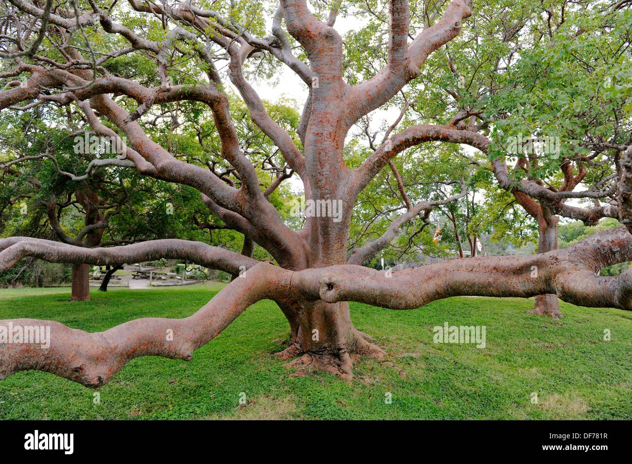 Gumbo limbo tree hi-res stock photography and images - Alamy