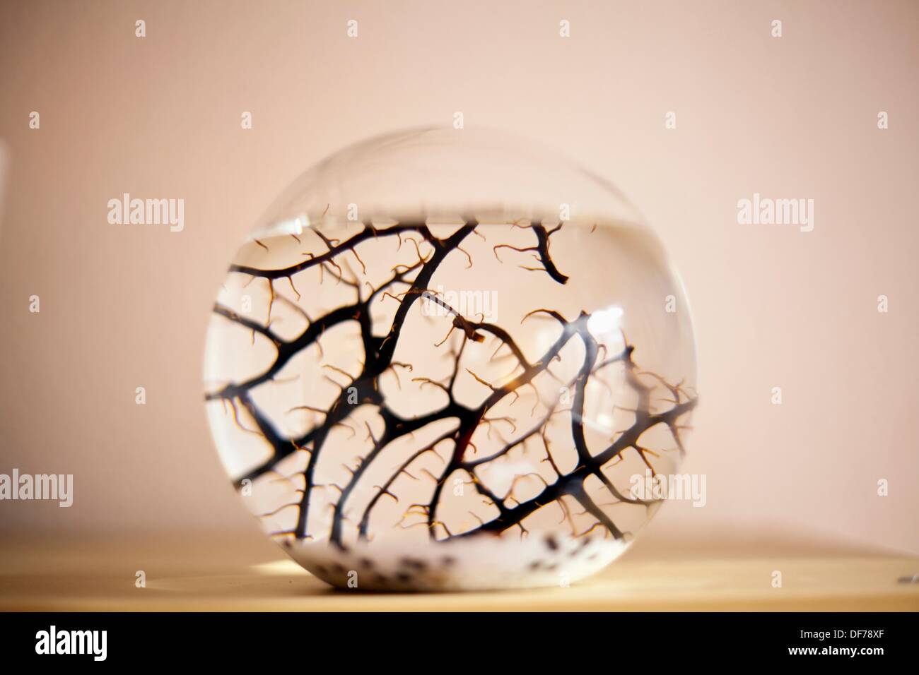 Ecosphere shrimp hi-res stock photography and images - Alamy