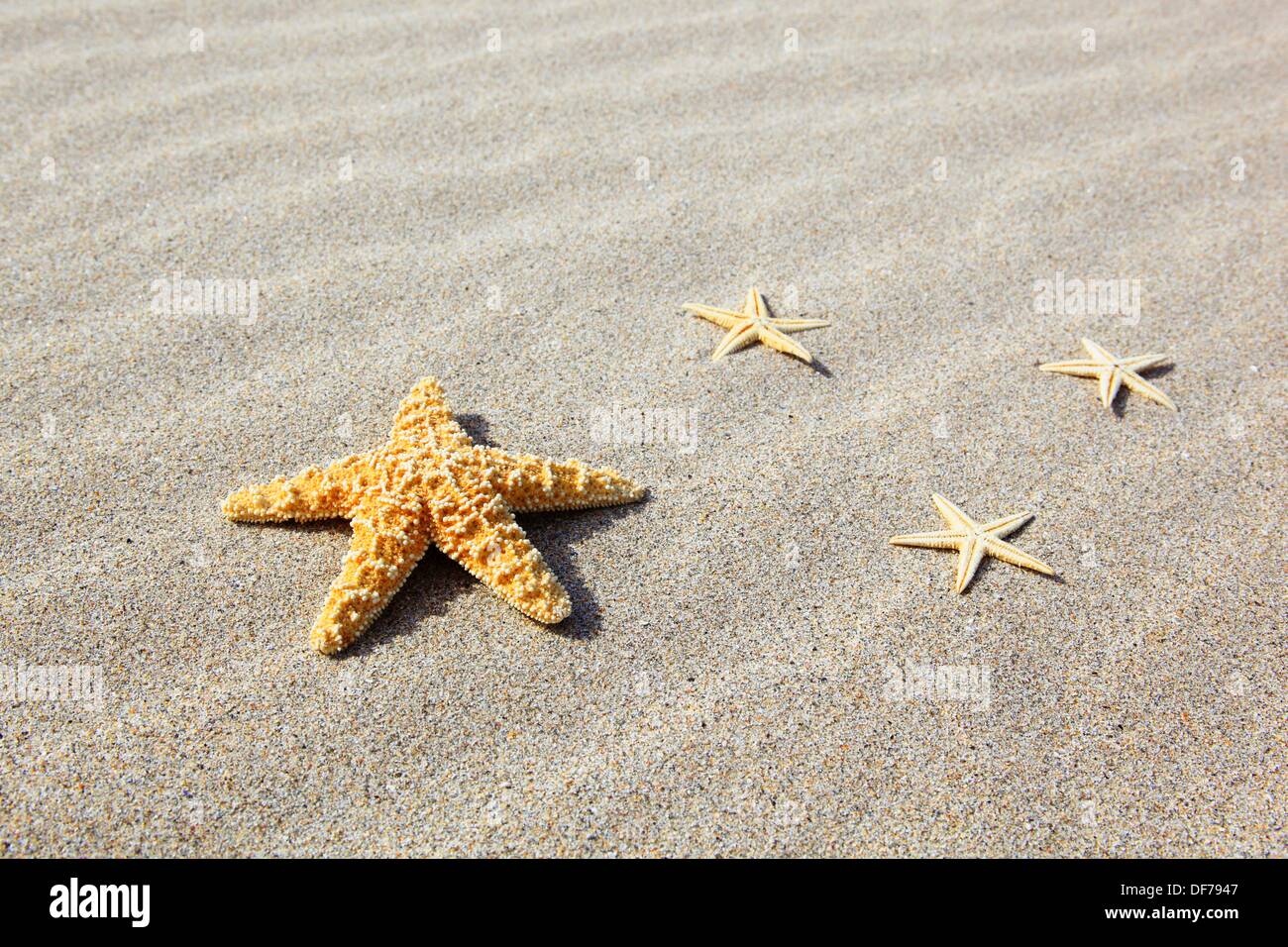 Starfish beach england hi-res stock photography and images - Alamy