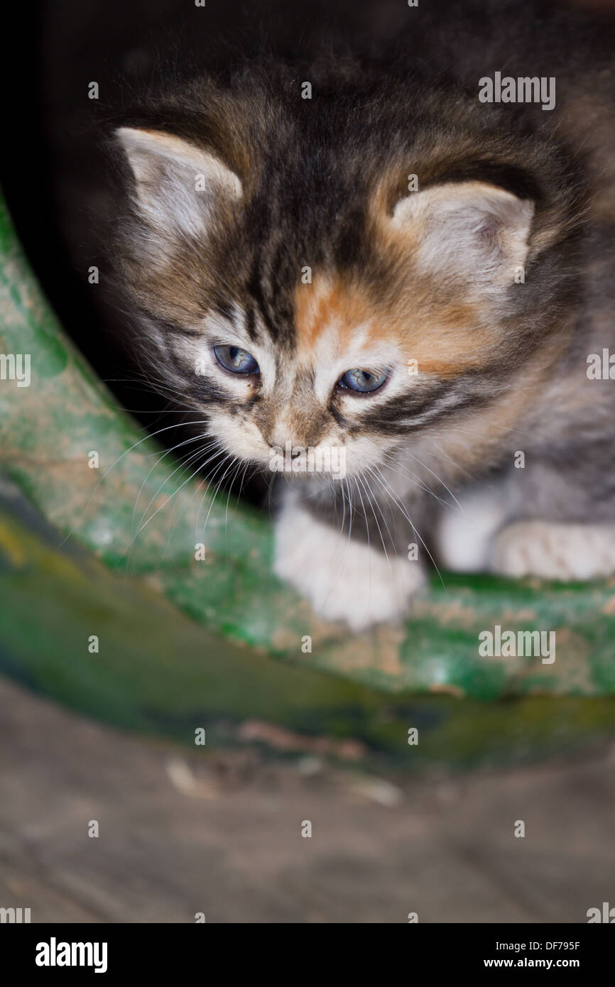 beautiful baby kittens with bright colorful eyes Stock Photo - Alamy