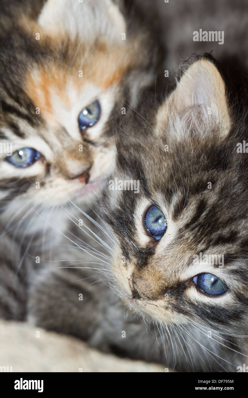 beautiful baby kittens with bright colorful eyes Stock Photo - Alamy