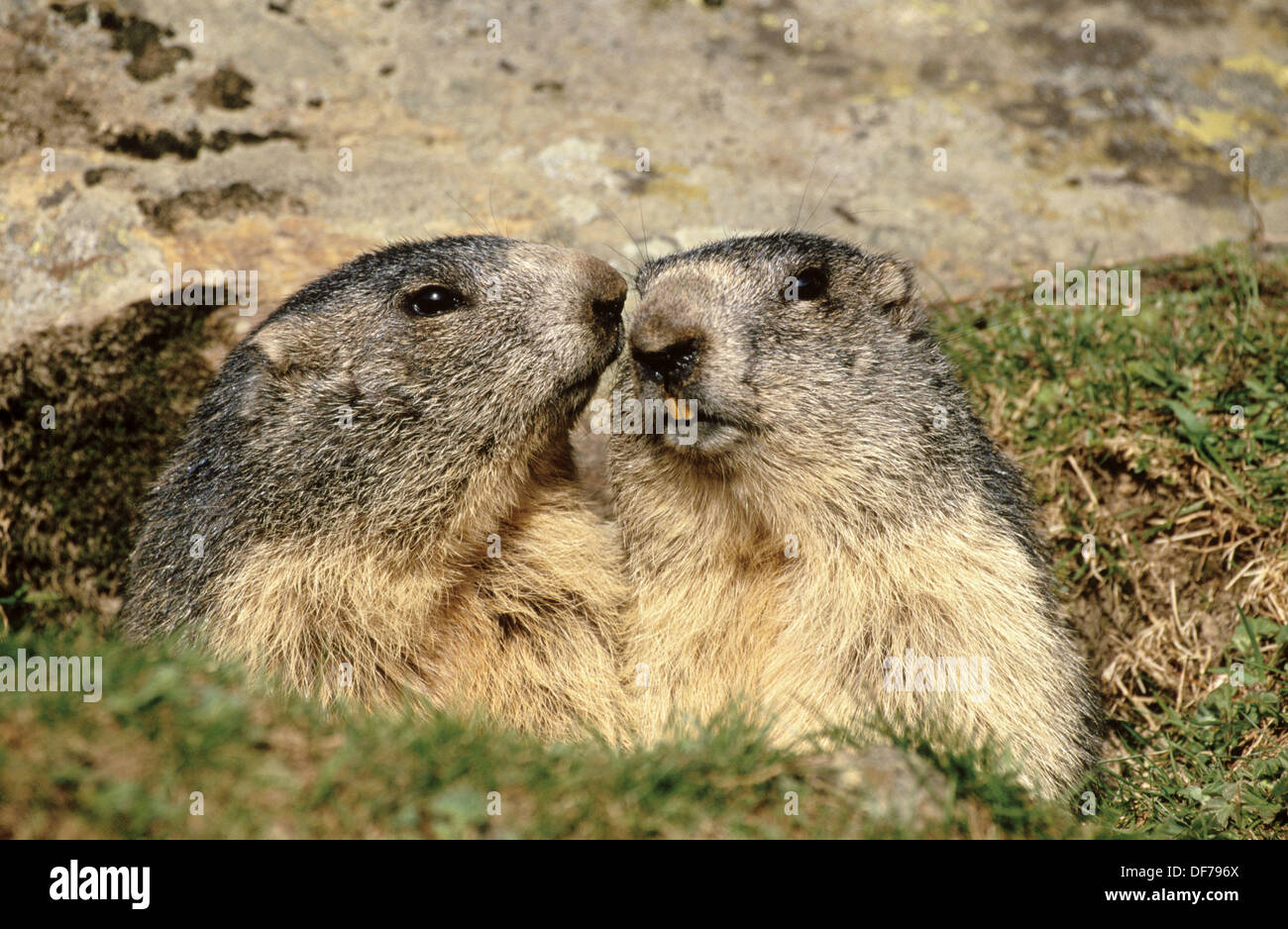 Marmots Switzerland Stock Photos & Marmots Switzerland Stock Images - Alamy