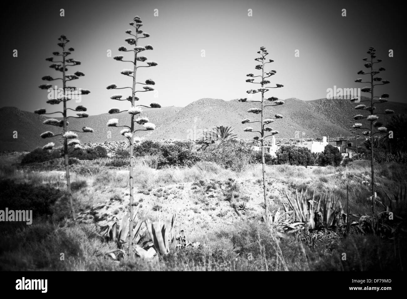 Agave Pita Americana High Resolution Stock Photography and Images - Alamy