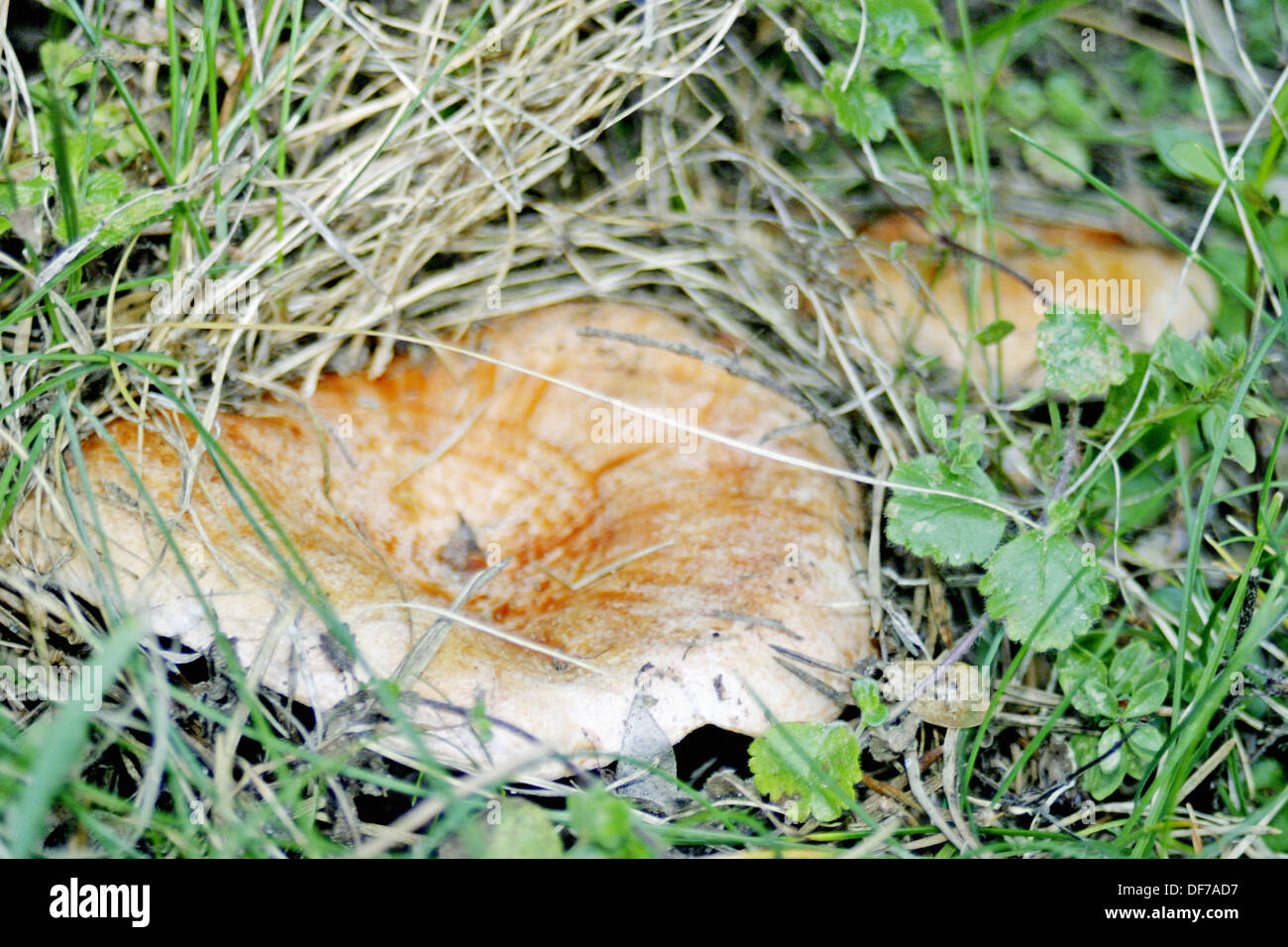 Rovello High Resolution Stock Photography and Images - Alamy