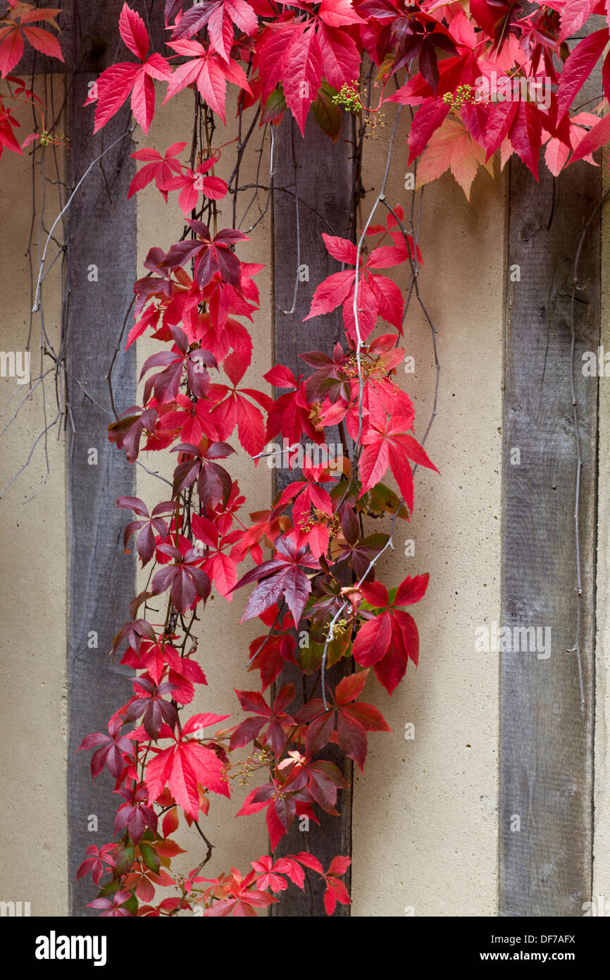 Cotswold leaves hi-res stock photography and images - Alamy