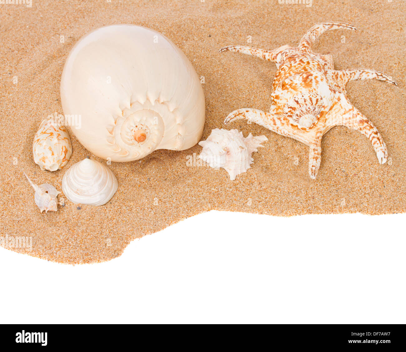 seashells on sand border Stock Photo - Alamy