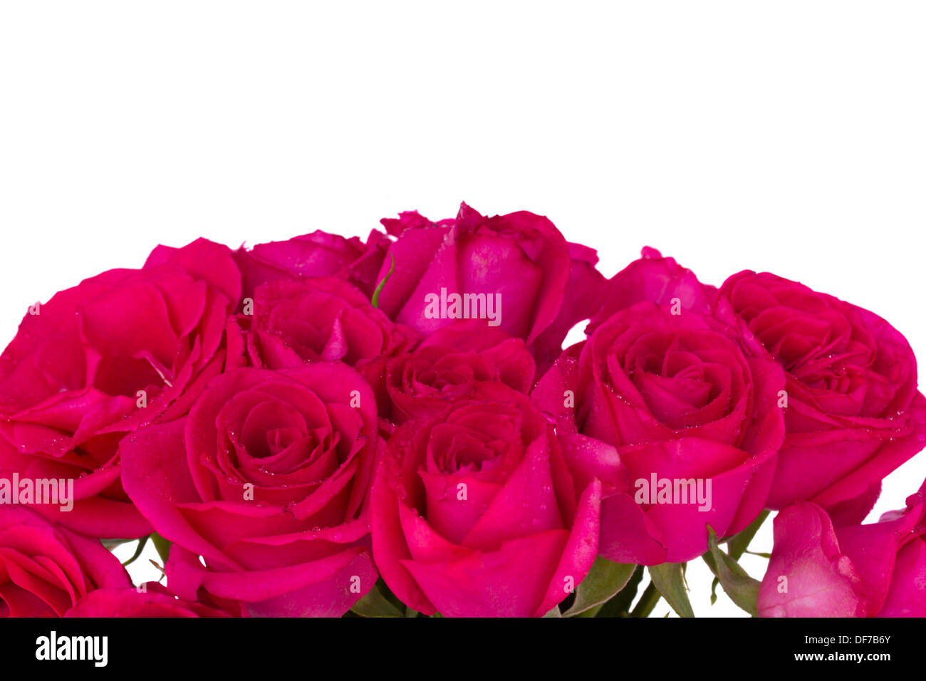 Mauve color roses hi-res stock photography and images - Alamy