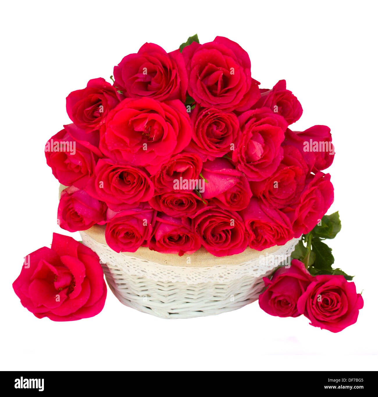 Mauve color roses Cut Out Stock Images & Pictures - Alamy
