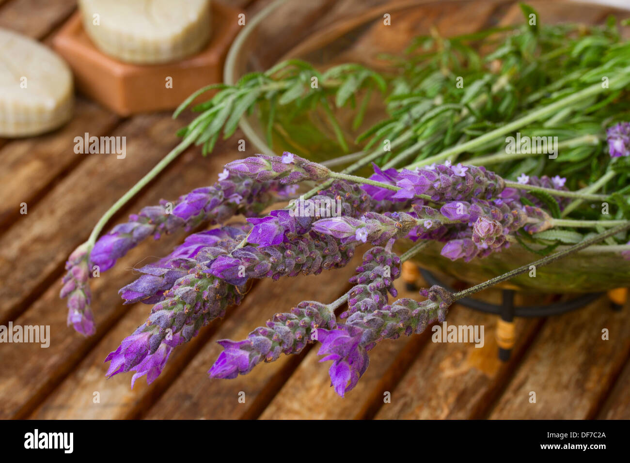 Freshly picked lavender flowers hi-res stock photography and images - Alamy