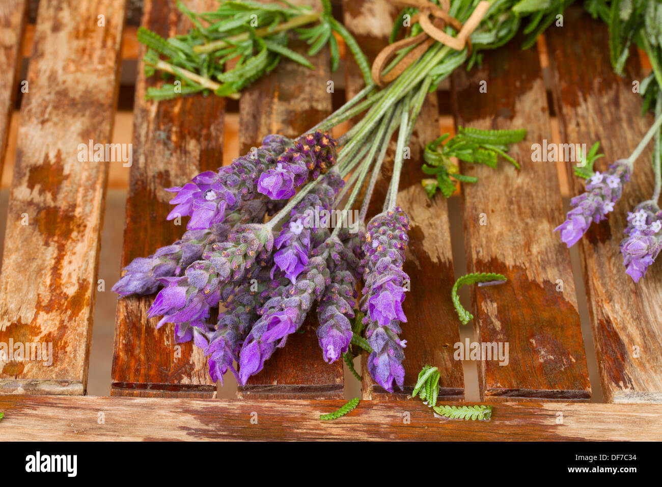 Freshly picked lavender flowers hi-res stock photography and images - Alamy