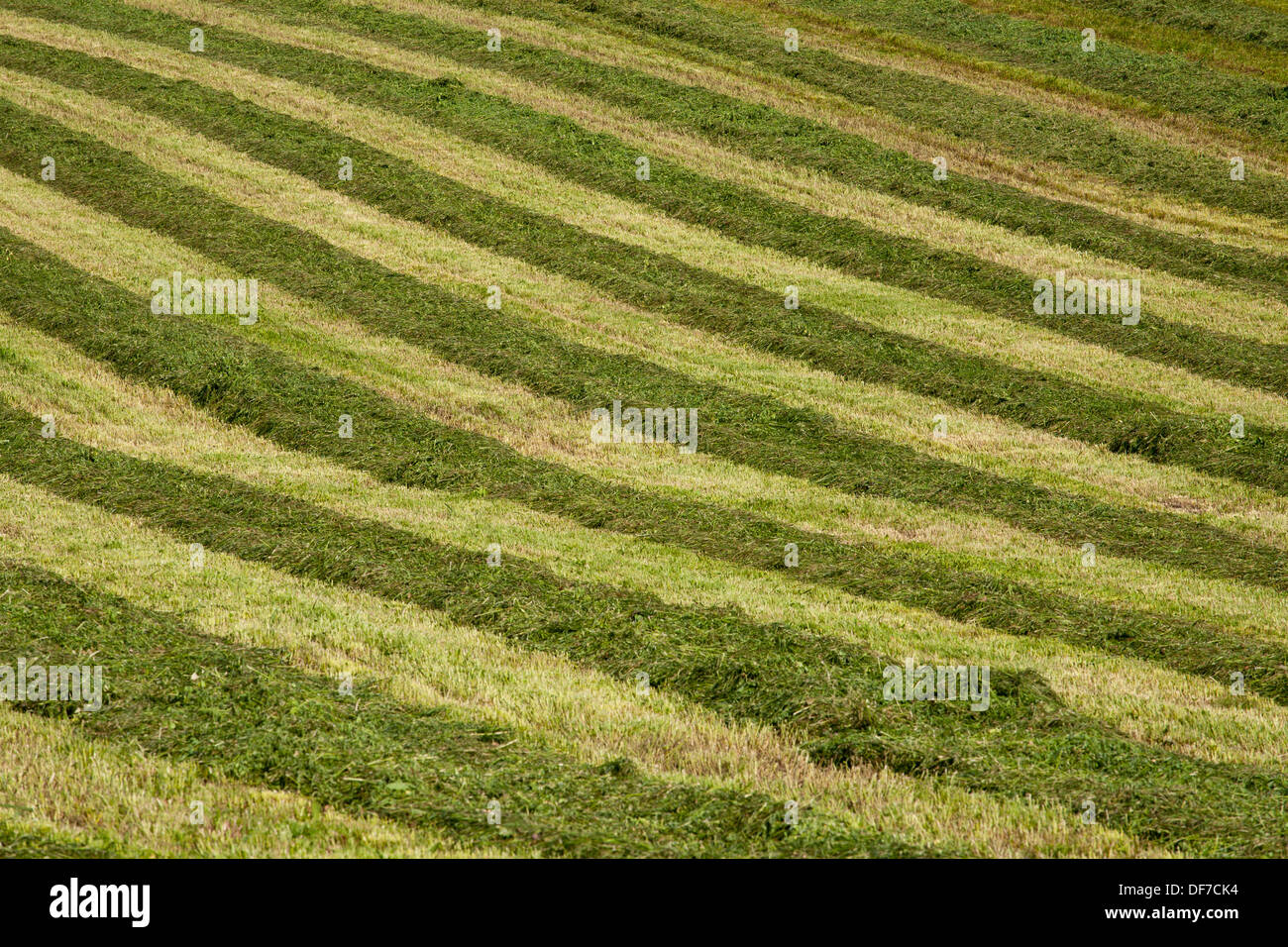 Mowed hay field with a striped pattern, Compton, Eastern Townships ...