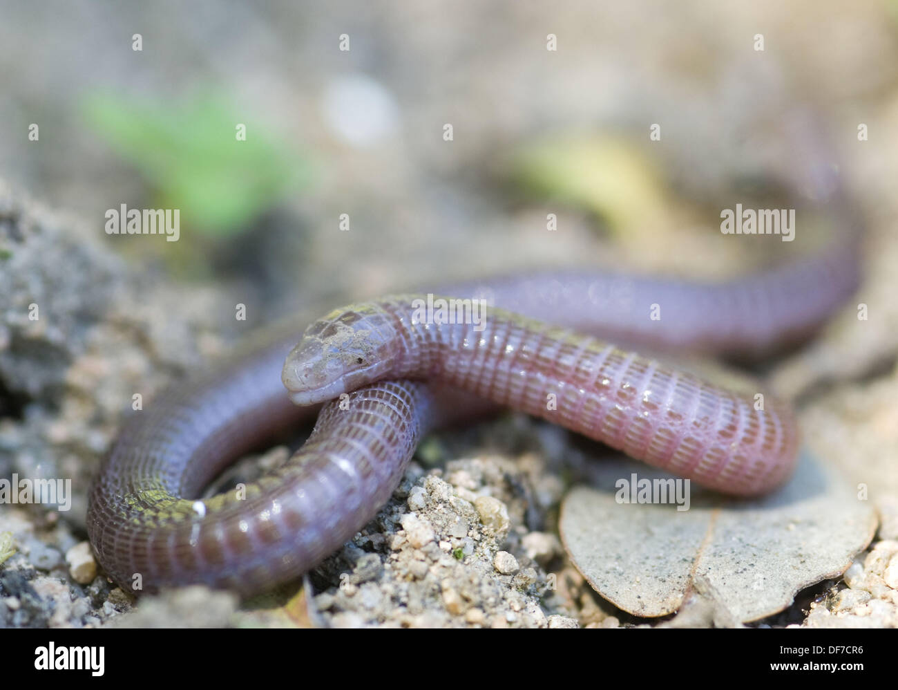 European Worm Lizard (Blanus cinereus). Andalucia, Spain Stock Photo ...
