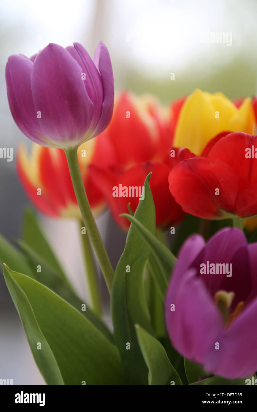 Highlighting a purple flower hi-res stock photography and images - Alamy