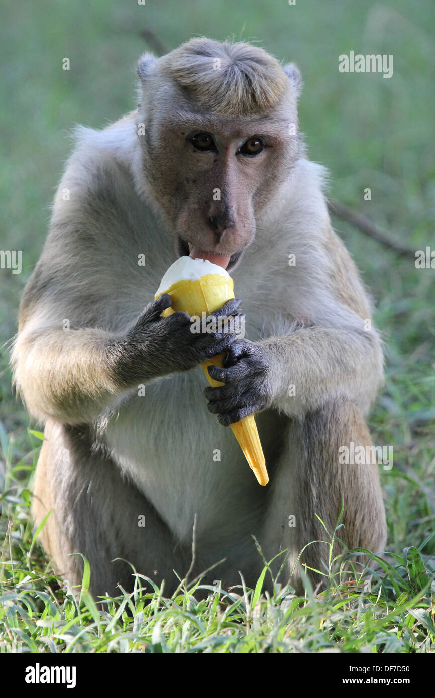 Monkey holding and licking a ice cream cone veraciously in Anuradhapura ...
