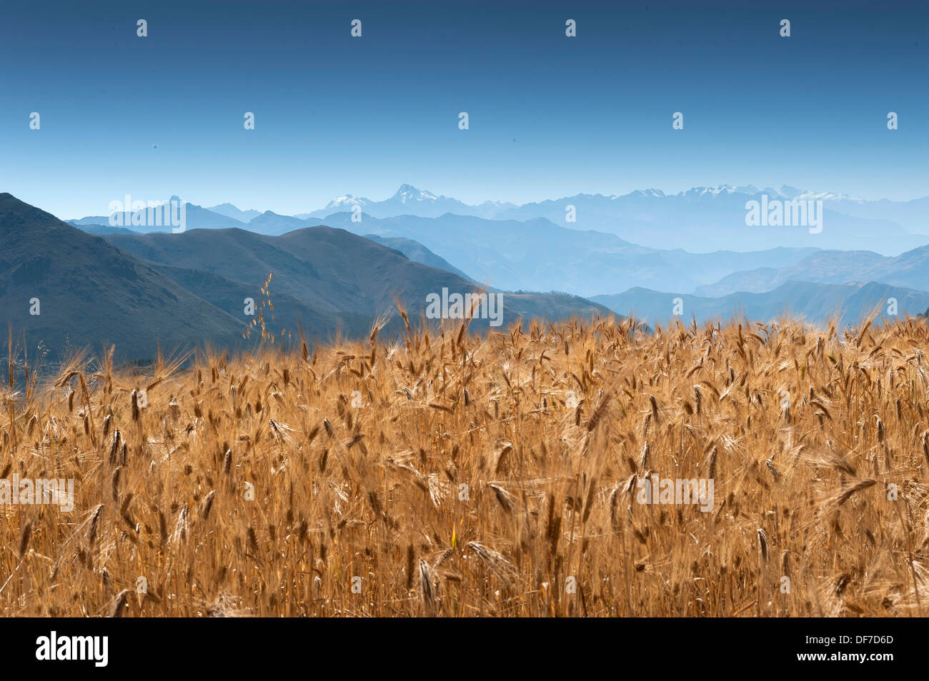 Grain field in the Andes, Peru Stock Photo - Alamy