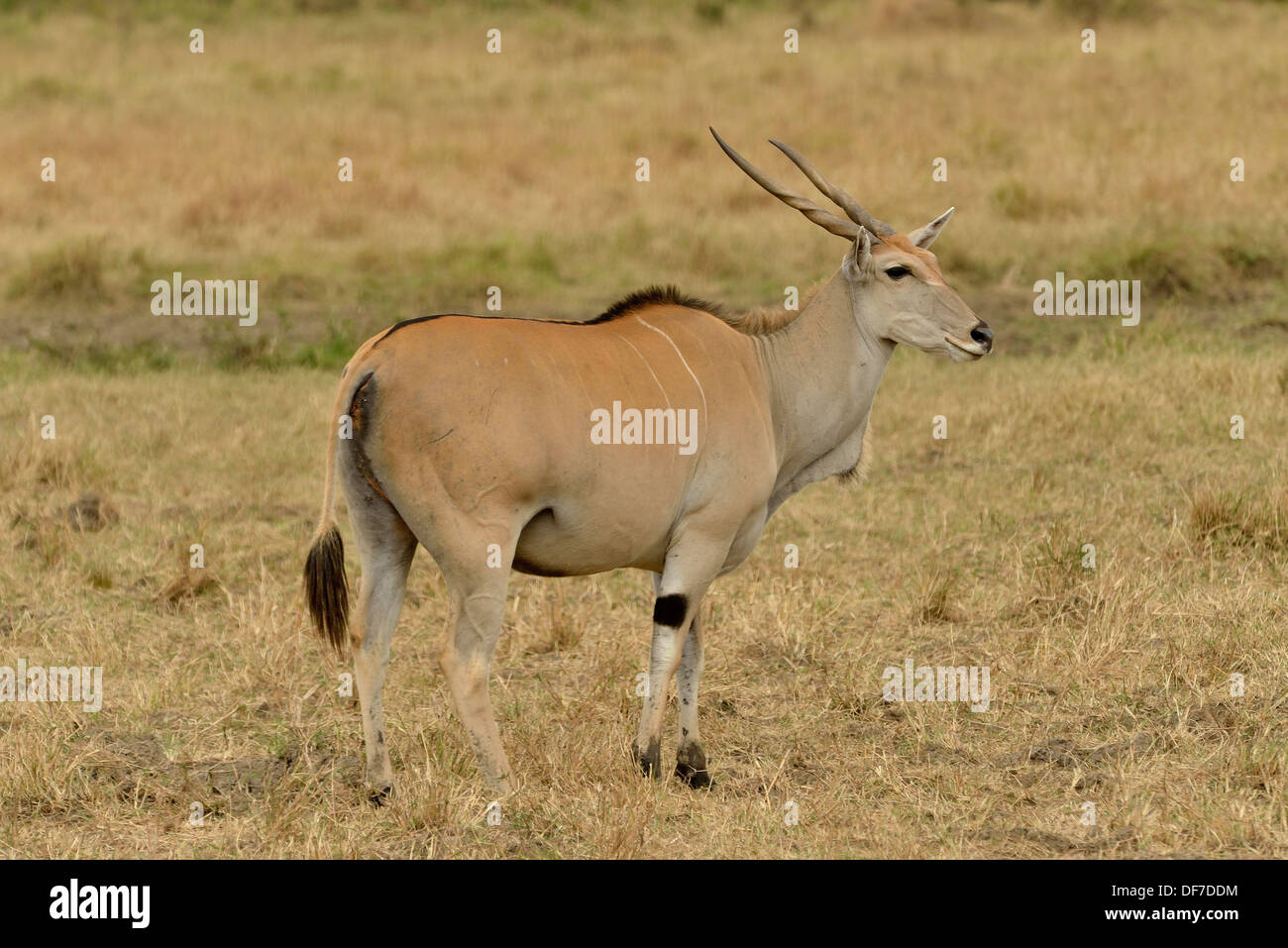 Rift valley province wild animals wild animal wildlife hi-res stock ...