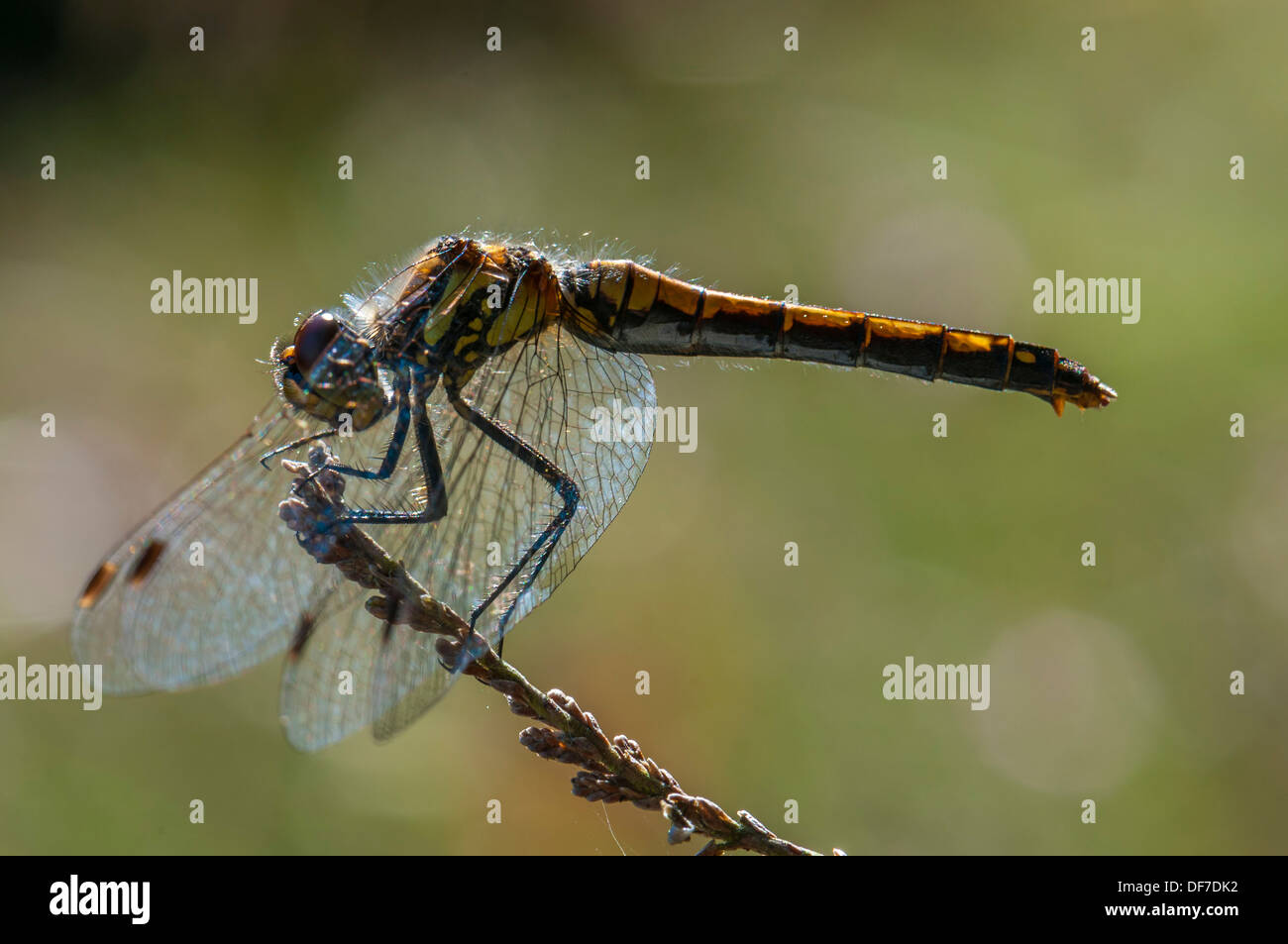Black Darters High Resolution Stock Photography and Images - Alamy