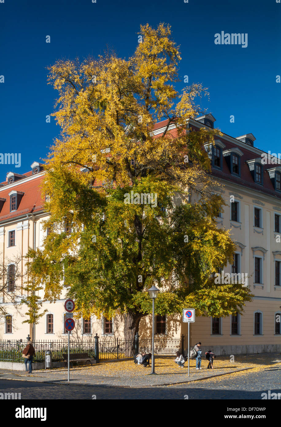 Historical gingko tree in autumn foliage, Goethe Ginkgo, passers-by ...