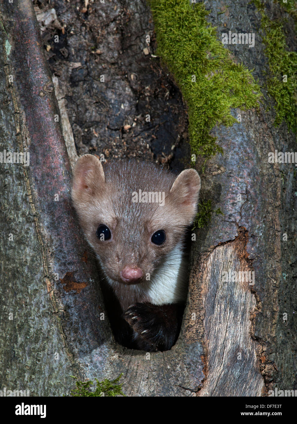 Tree marten head hi-res stock photography and images - Alamy