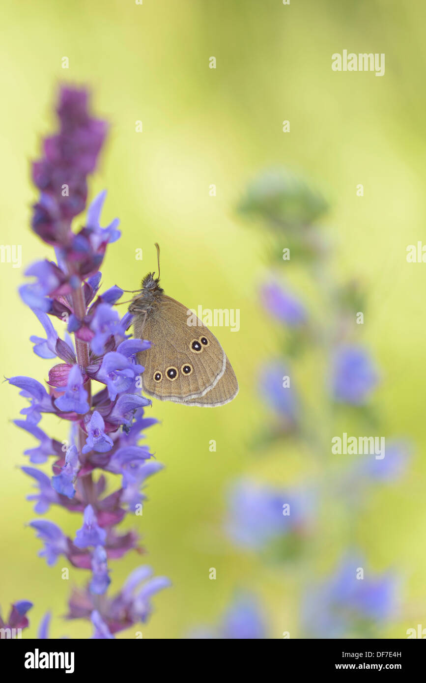 Satyrid butterflies hi-res stock photography and images - Alamy