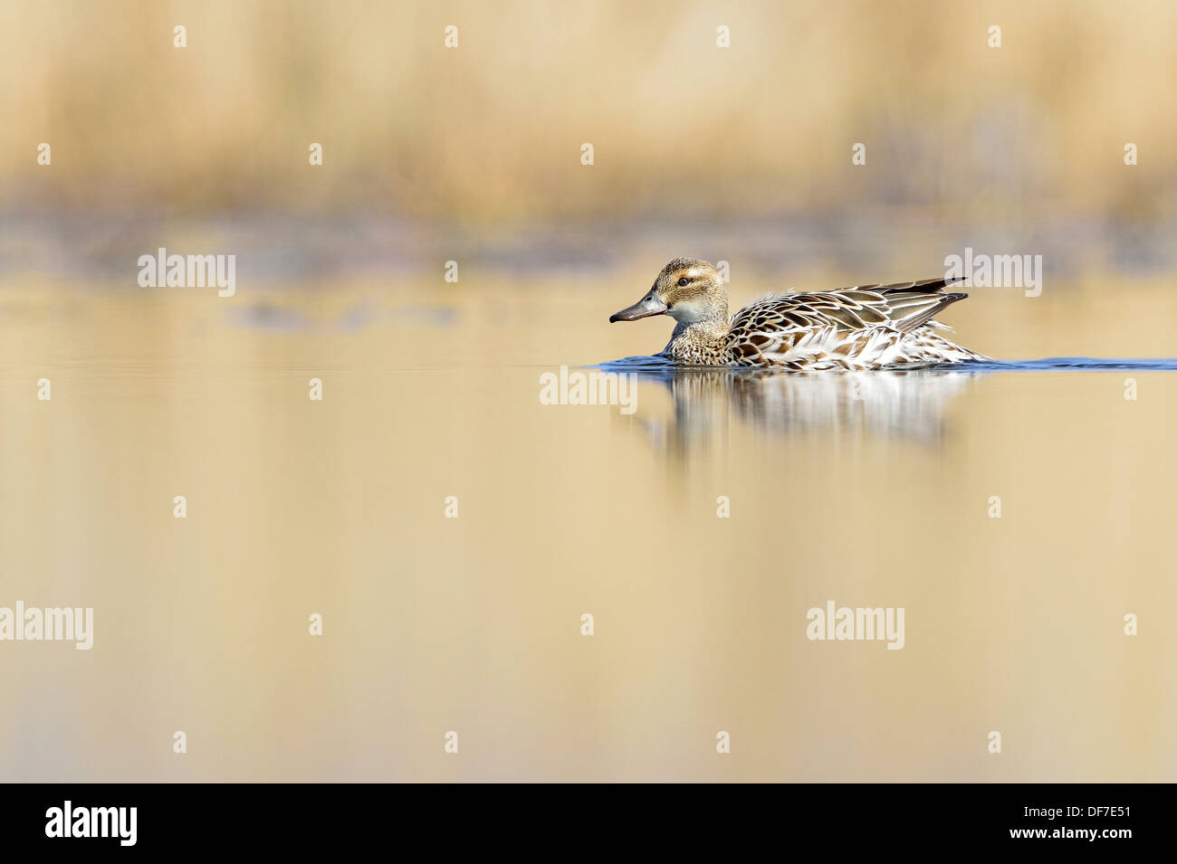 Garganey hi-res stock photography and images - Alamy