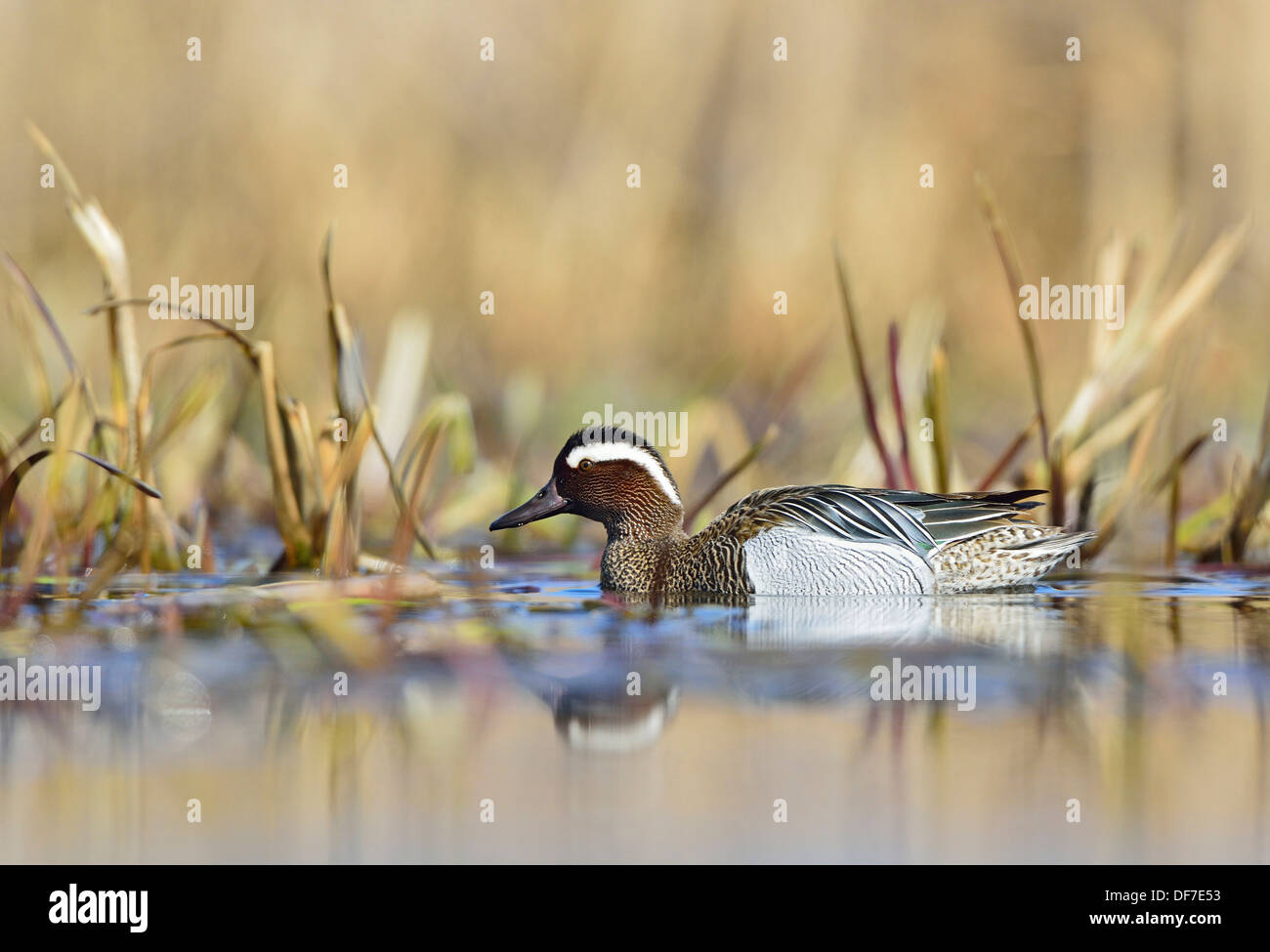 Garganey duck hi-res stock photography and images - Alamy