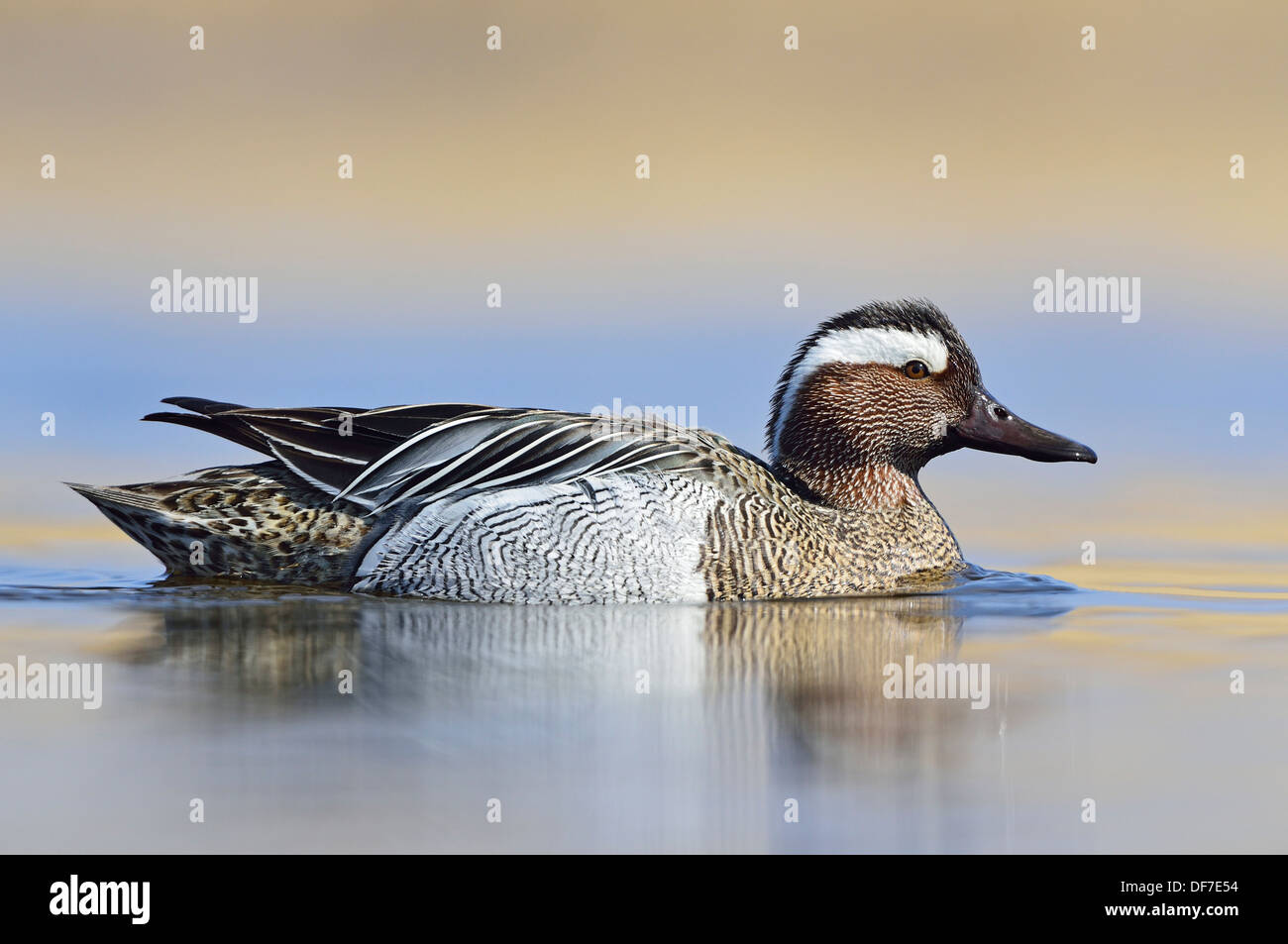 Garganey duck hi-res stock photography and images - Alamy