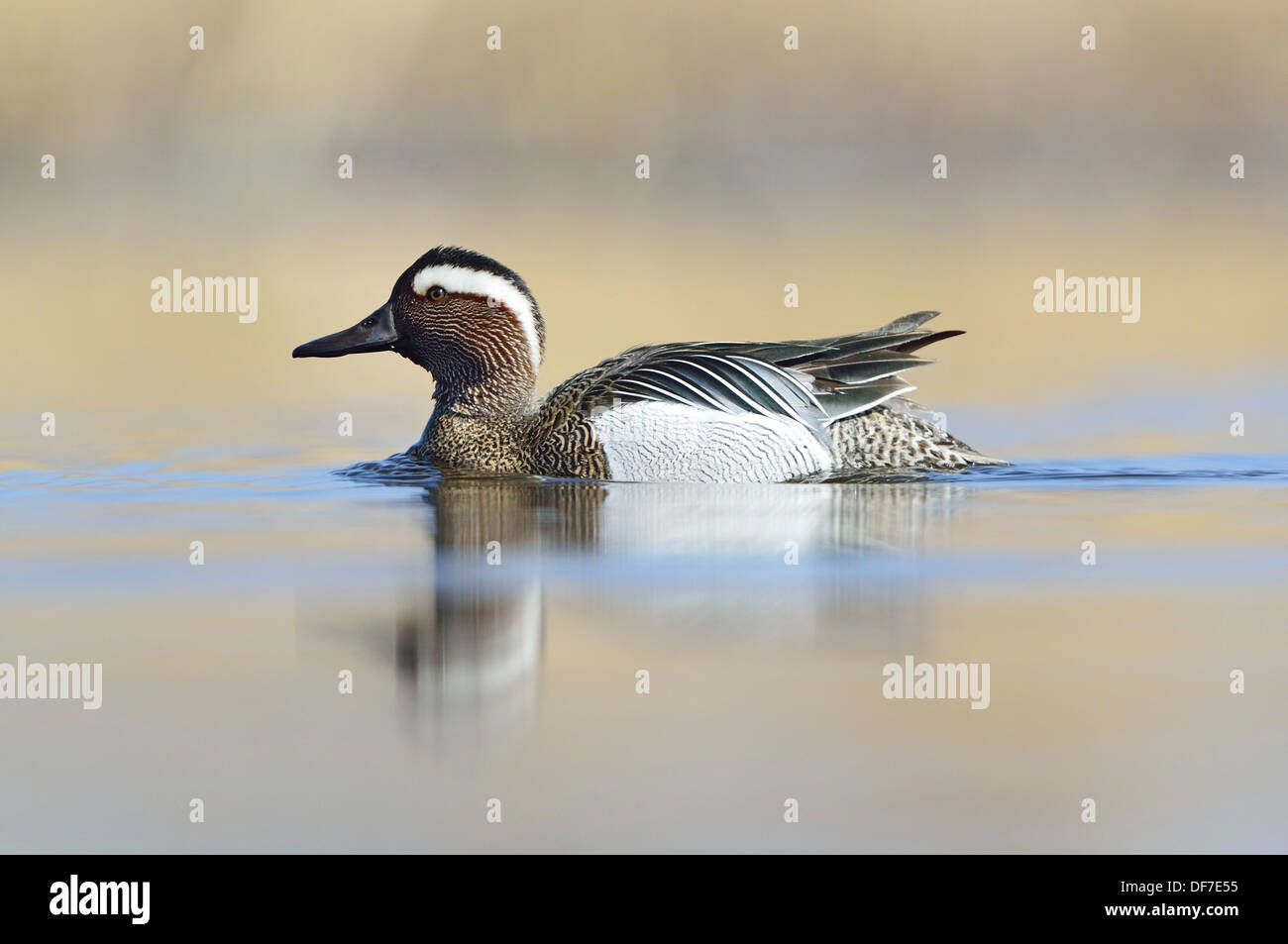 Garganey duck hi-res stock photography and images - Alamy