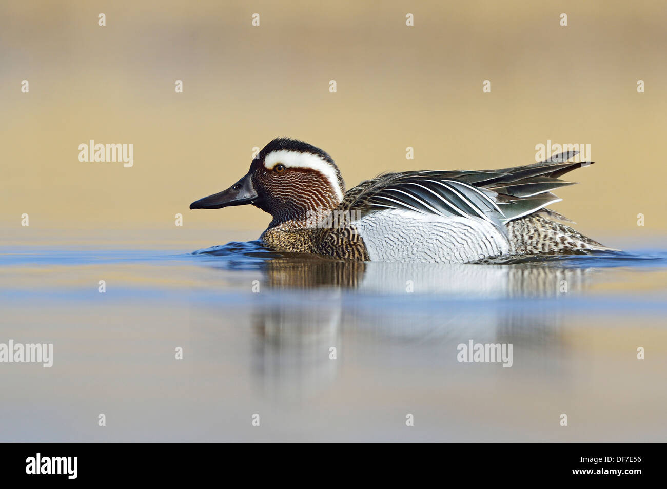 Garganey Duck High Resolution Stock Photography and Images - Alamy