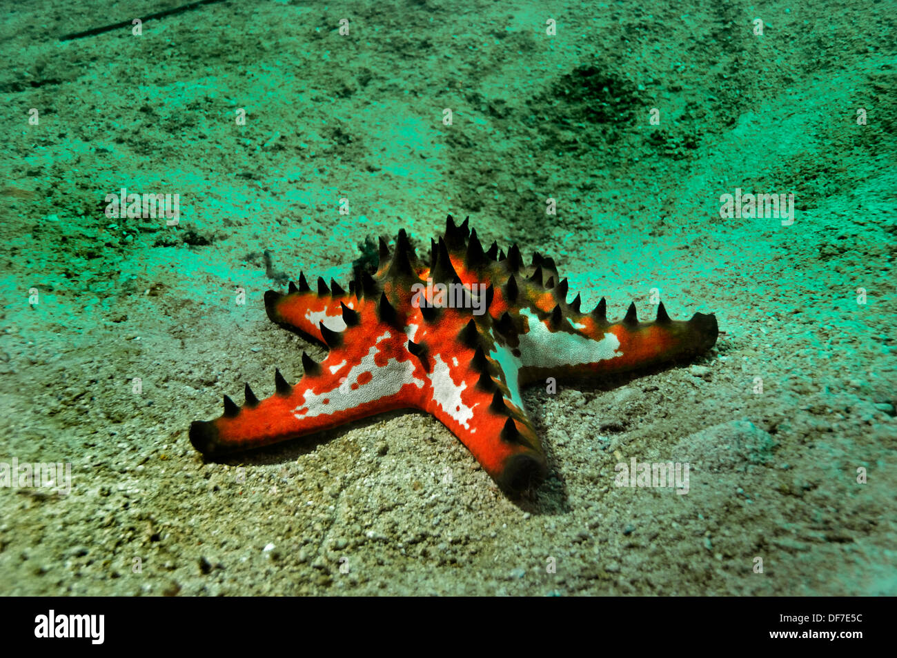 Knobbly Sea Star (Protoreaster nodosus), Kri Island, Dampier Strait ...